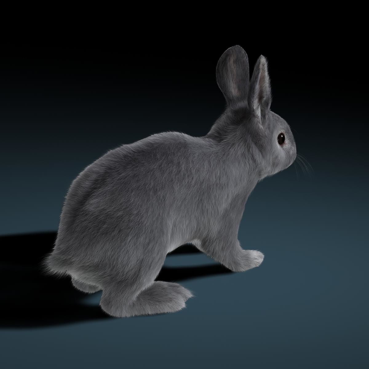 3d model rabbits fur