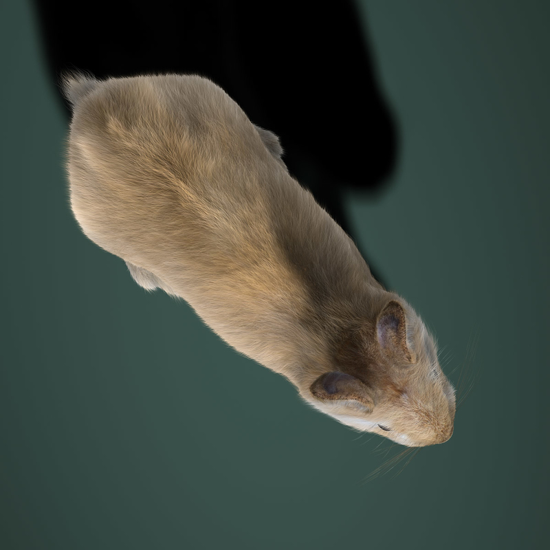 3d model rabbits fur