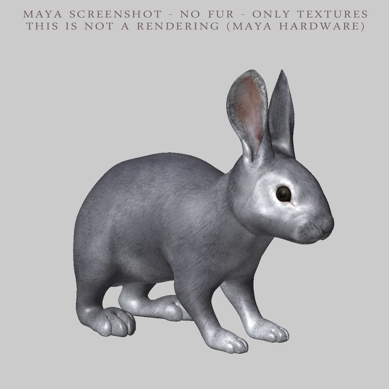 3d model rabbits fur