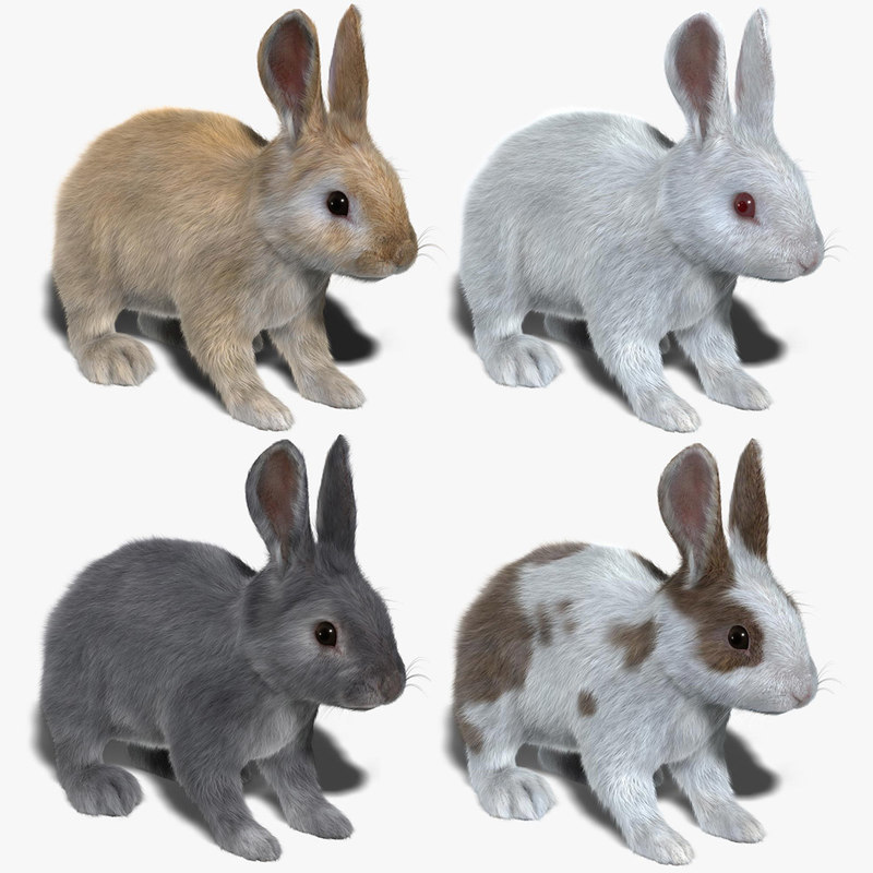 3d model rabbits fur