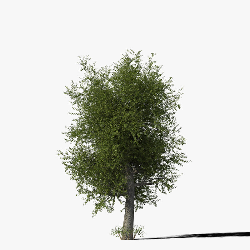 oak tree 3d model