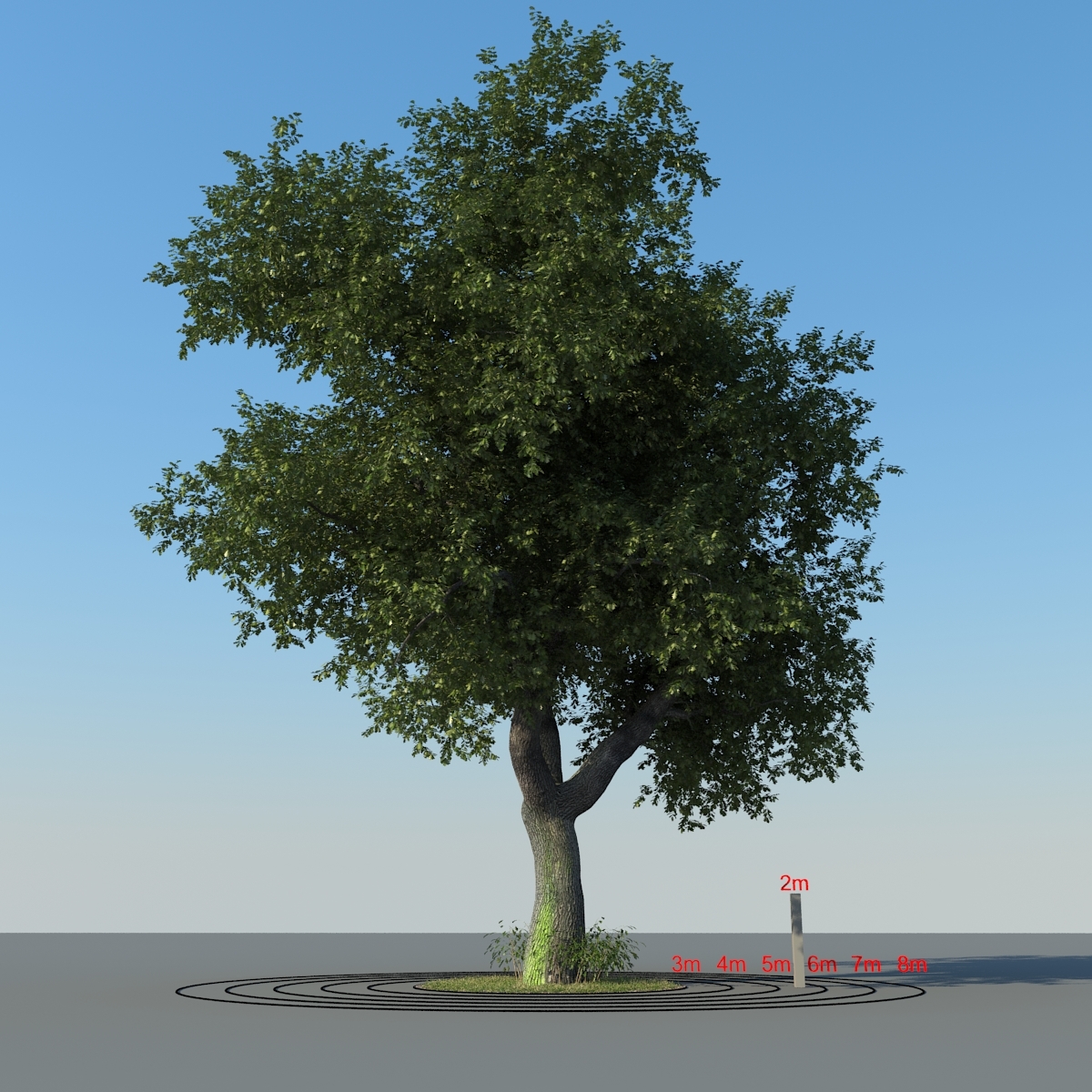 3d model oak tree