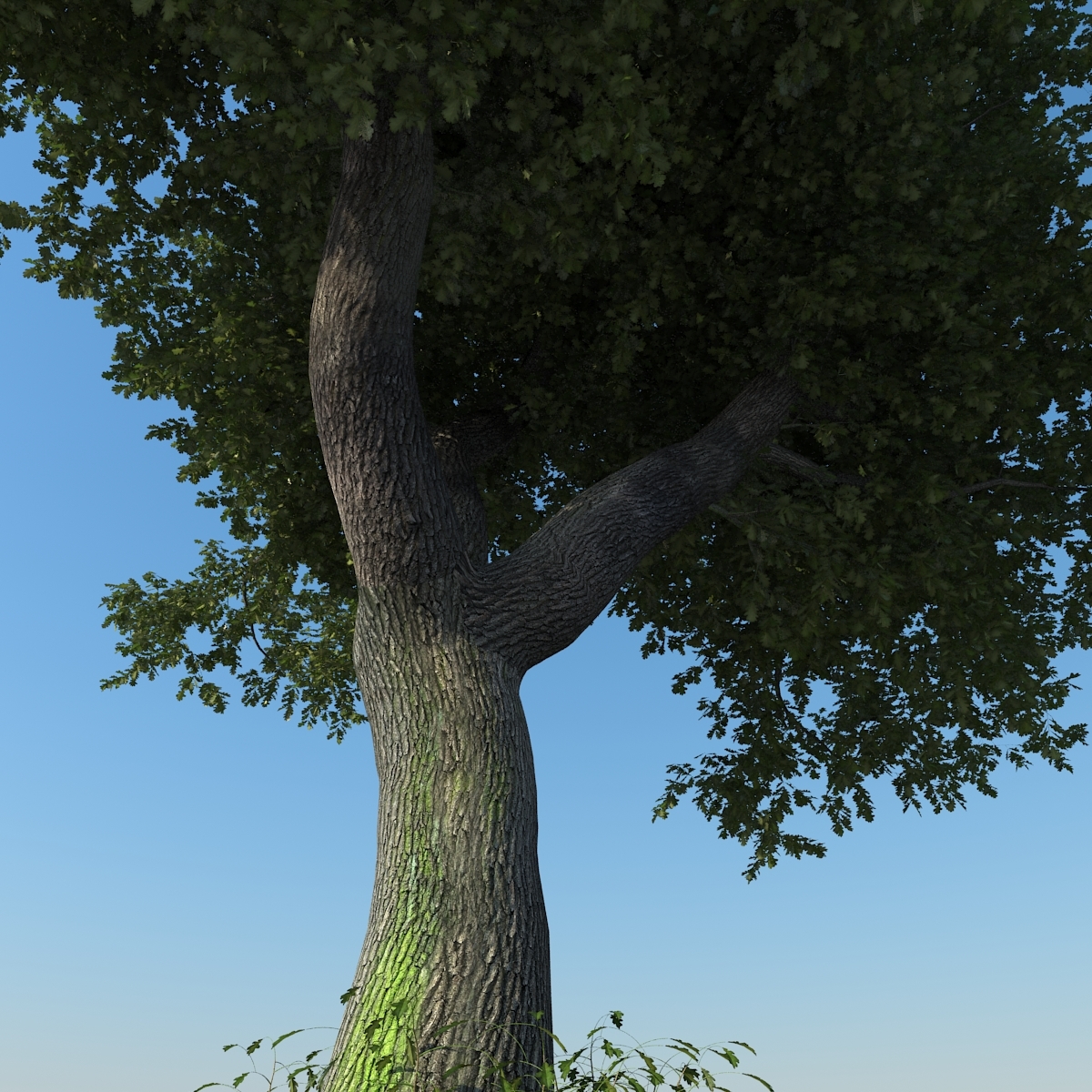 3d model oak tree
