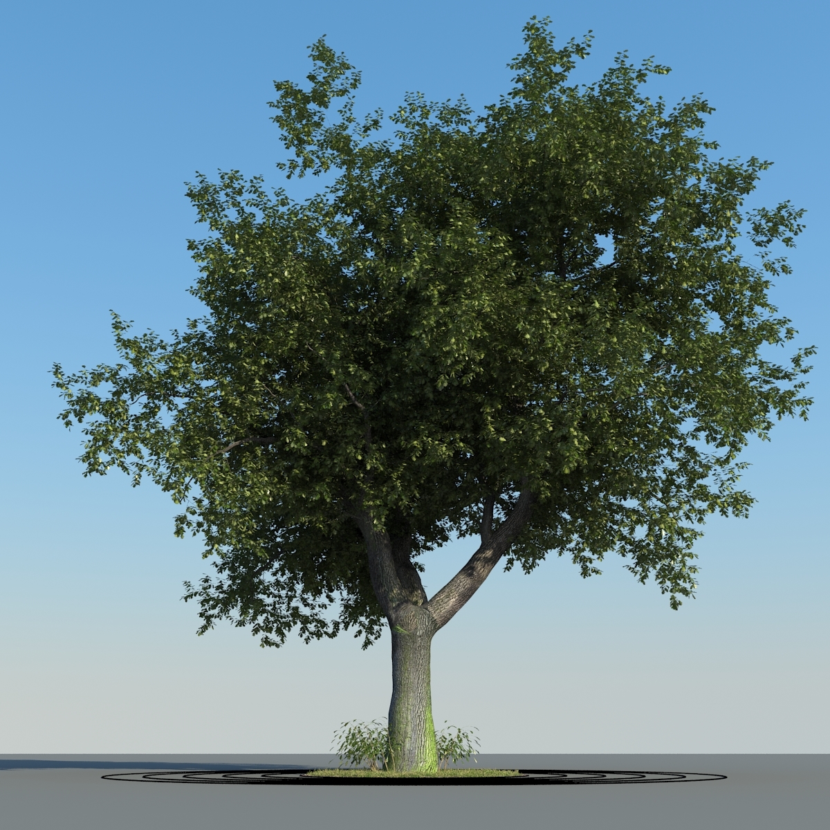 3d model oak tree