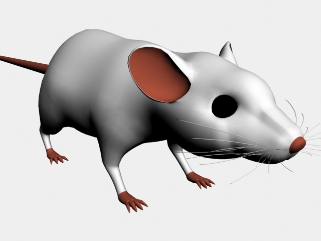 Rato Modelo 3D - TurboSquid 629497