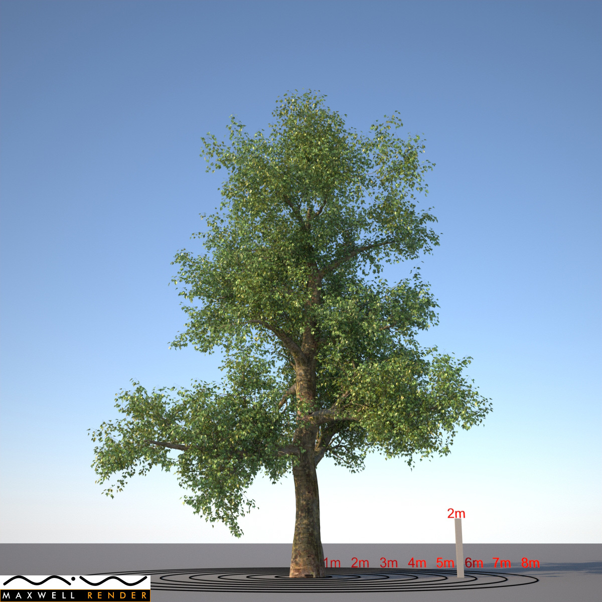 3d platanus tree bark model