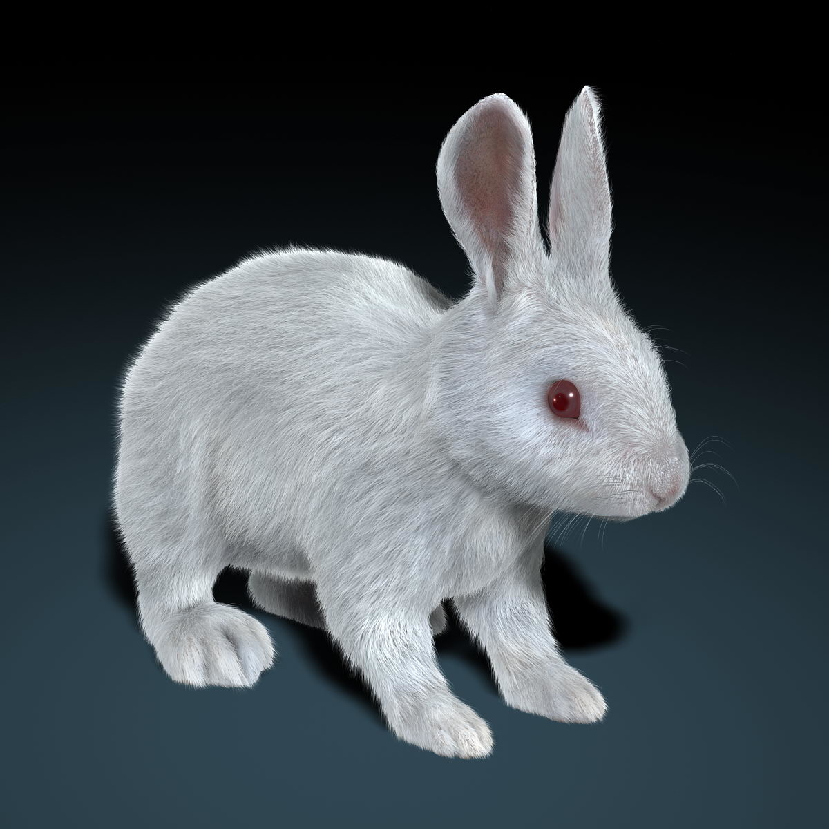 3d model rabbits fur