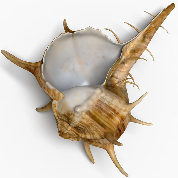 3d max seashell murex