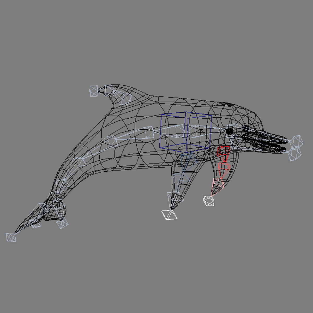 3d dolphin animation model