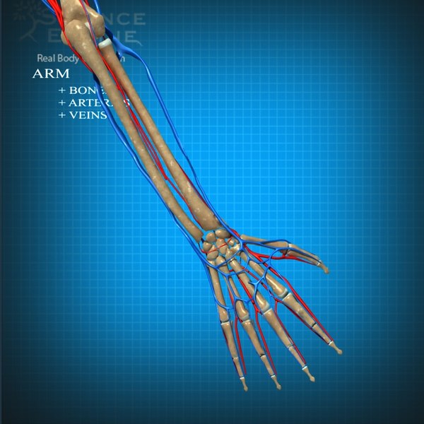 3d veins arteries model