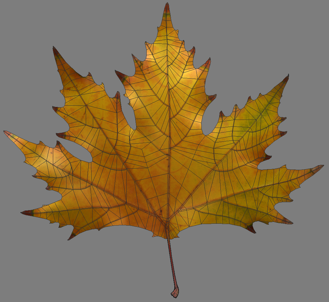realistic autumn maple leaf 3d max
