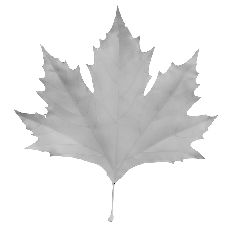leaves maple leaf obj