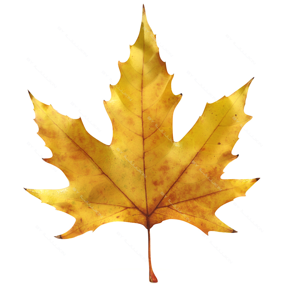 leaves maple leaf obj