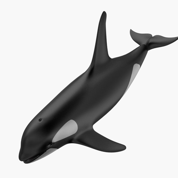 3d orca killer whale animation model