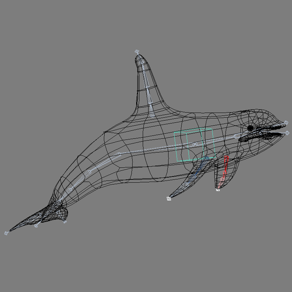3d orca killer whale animation model