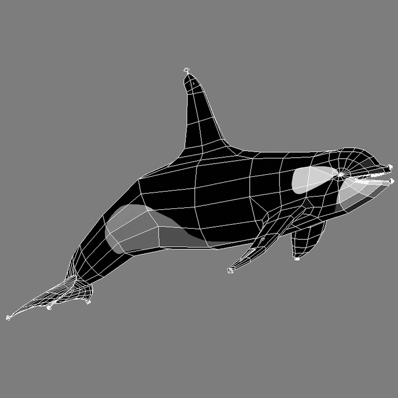 3d orca killer whale animation model