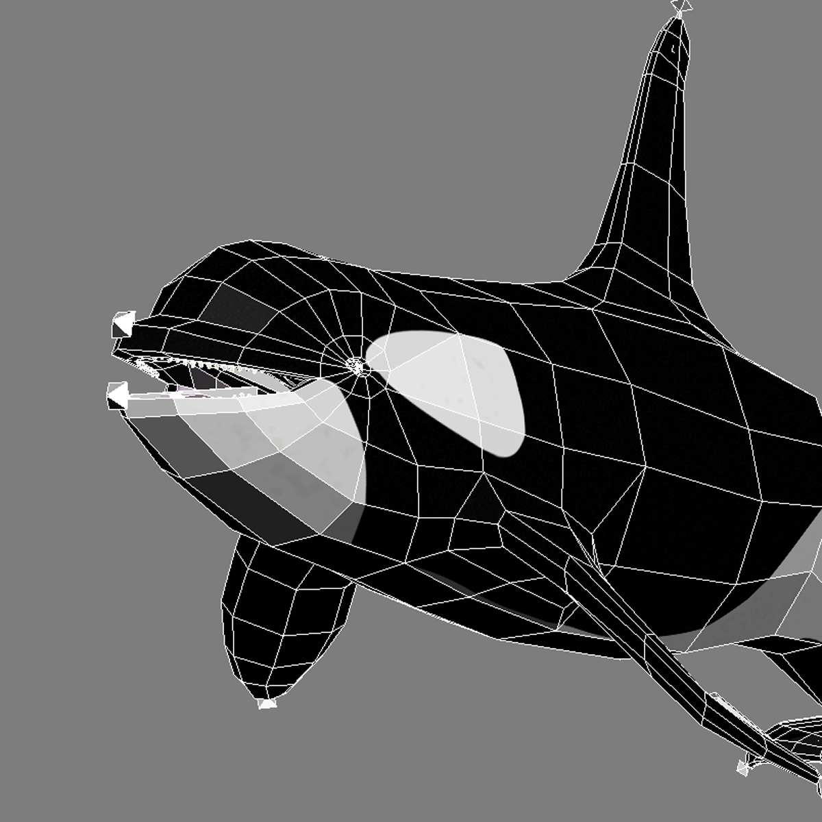 3d orca killer whale animation model