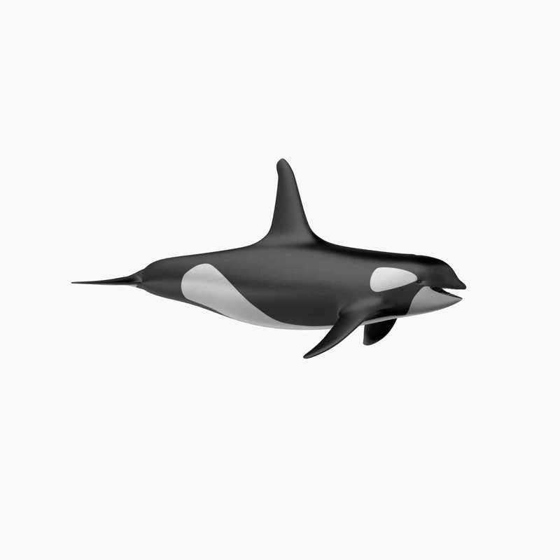 3d orca killer whale animation model