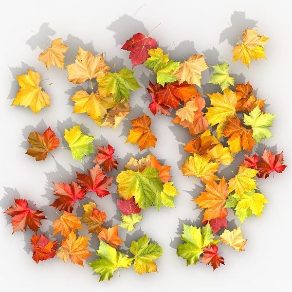 3d model dry maple leaves