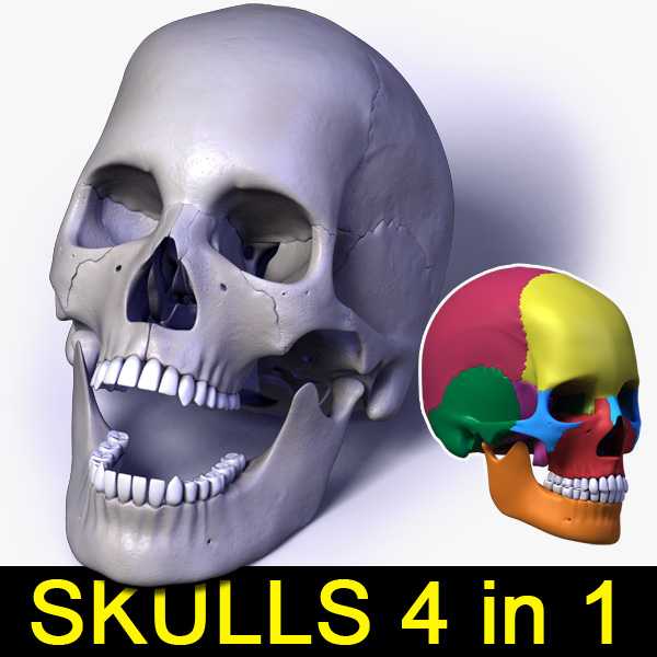 Skull 3D Models for Download | TurboSquid