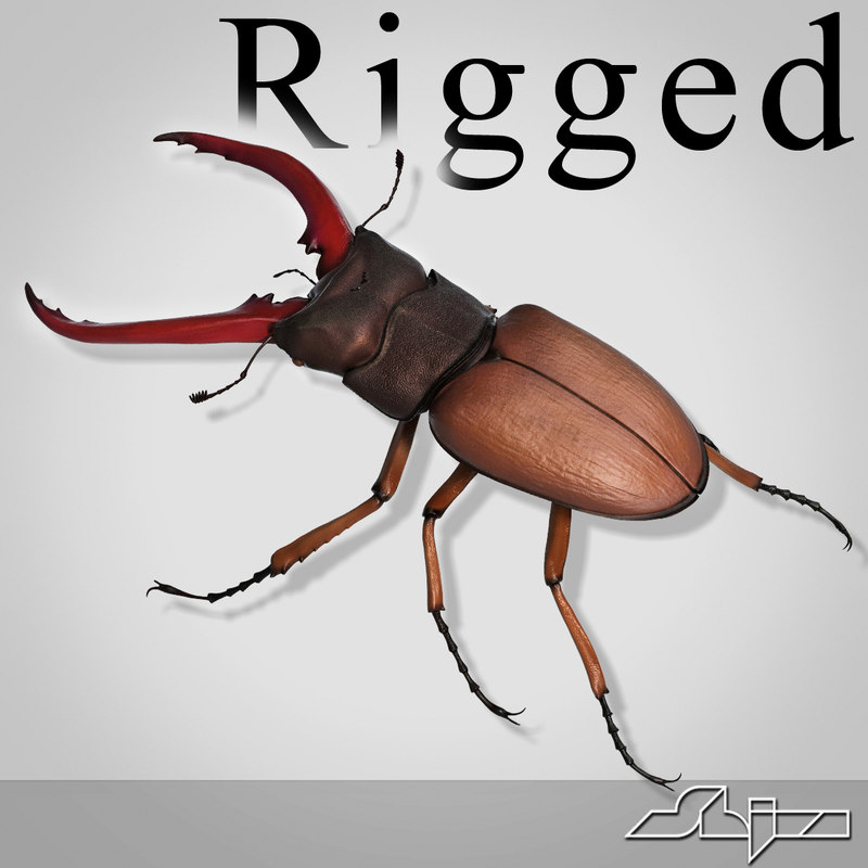 lucanus cervus rigged 3d max