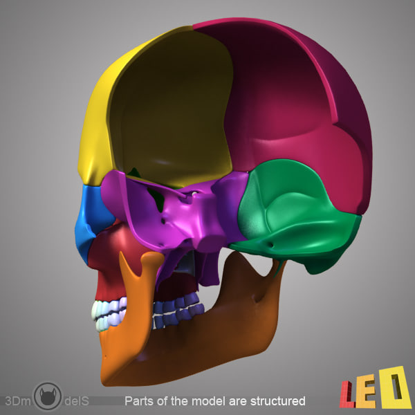 human skeletons 2 1 3ds