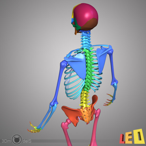 human skeletons 2 1 3ds