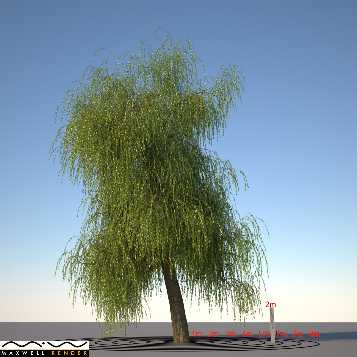 3d willow tree model
