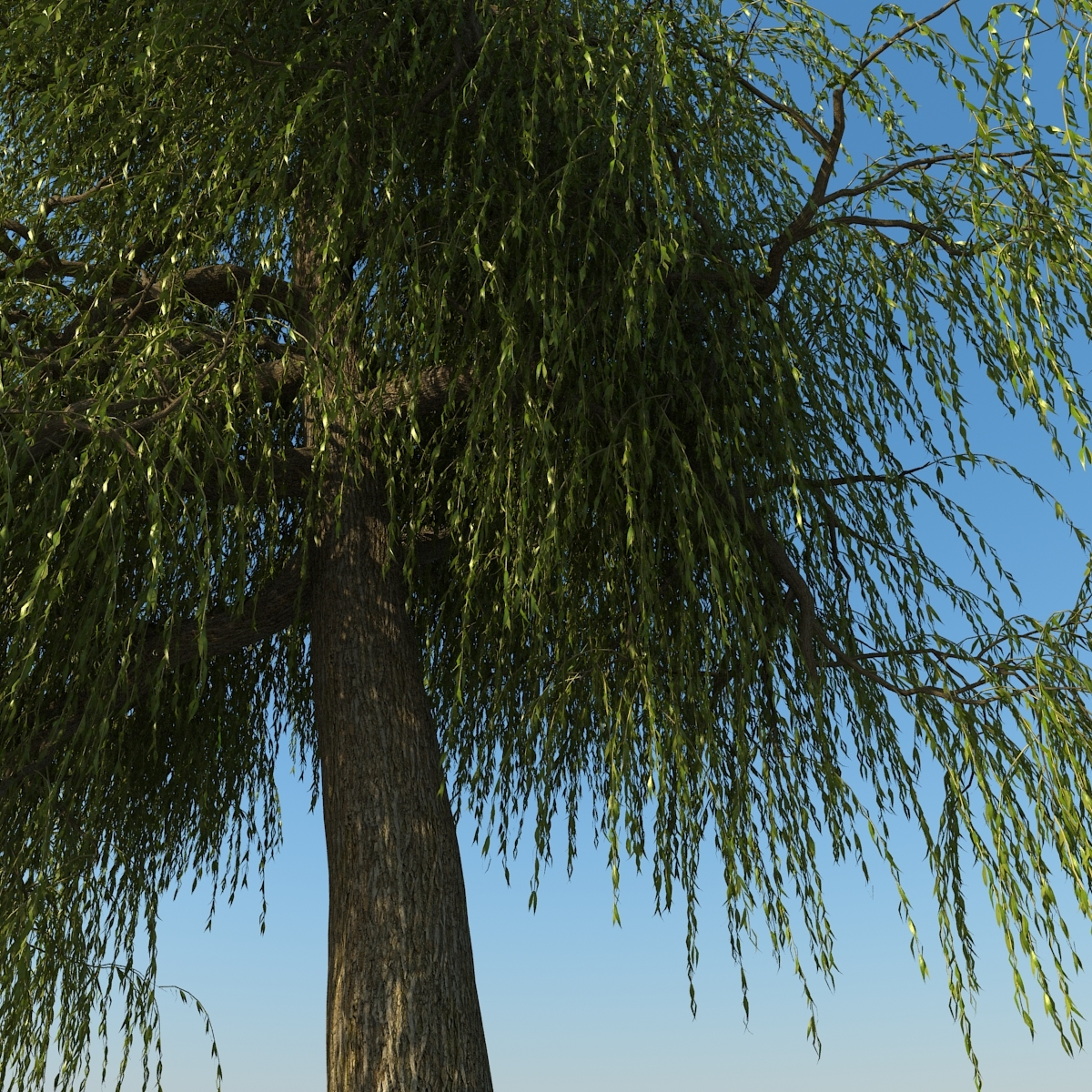 3d willow tree model