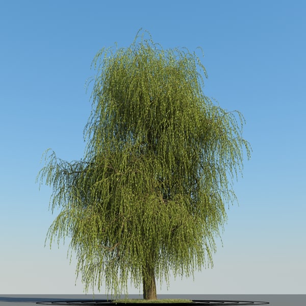 3d willow tree model
