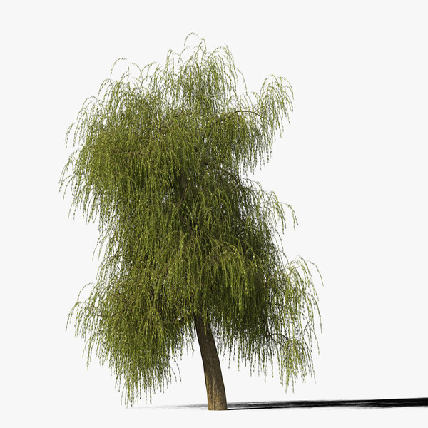 3d willow tree model