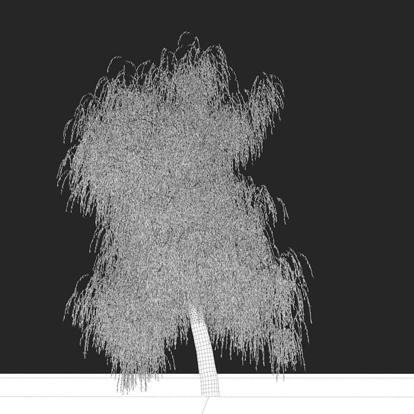 3d willow tree model