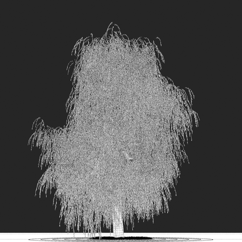 3d willow tree model