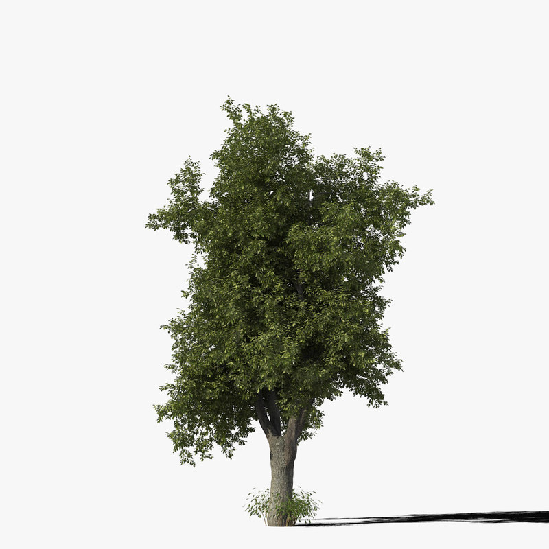 3d oak tree model