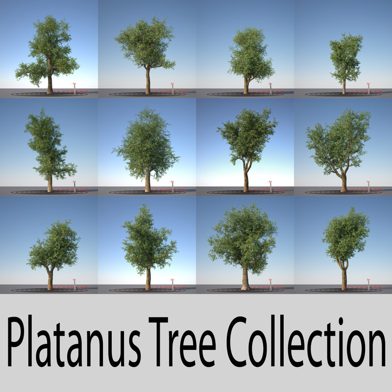 platanus trees 3d model