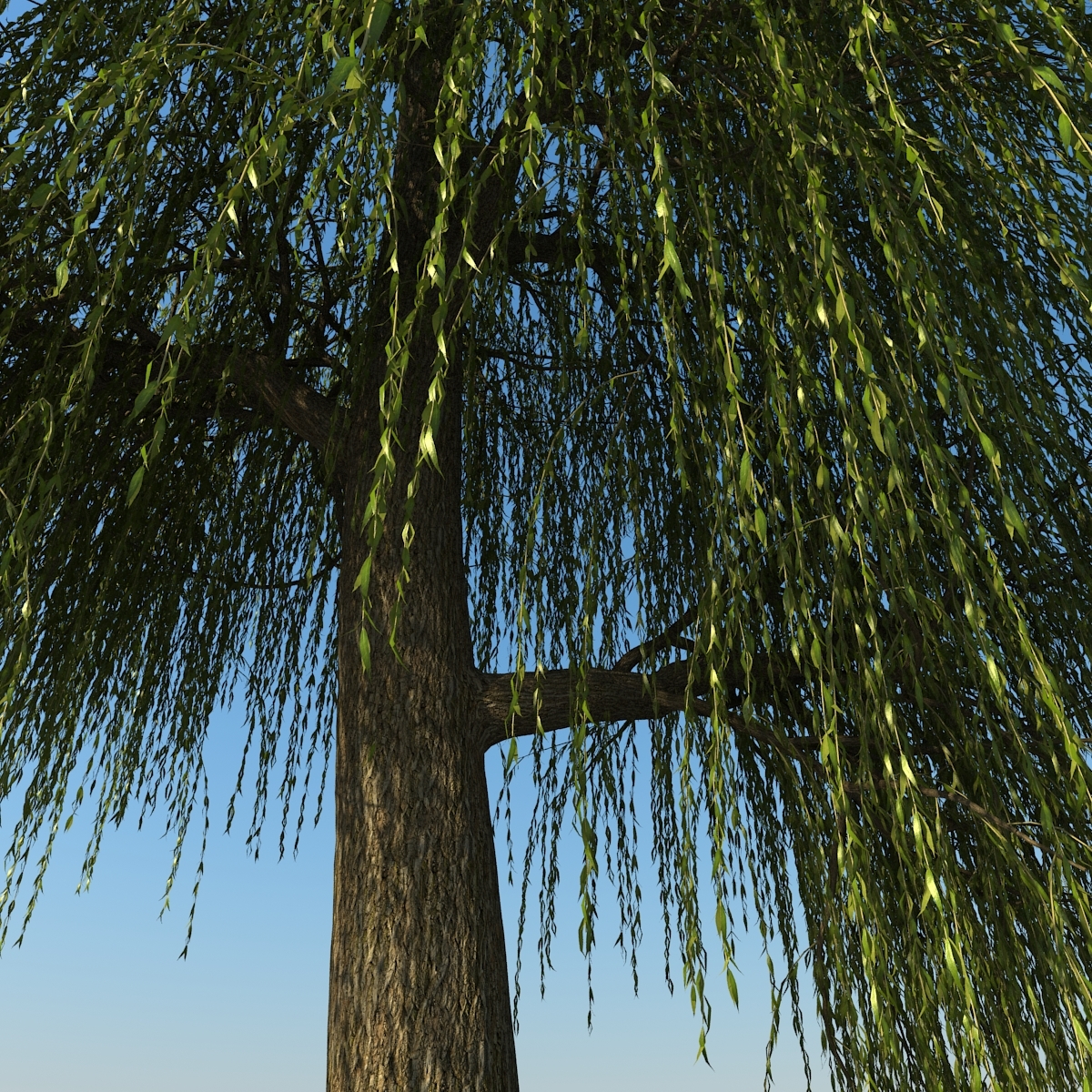 3d model willow tree
