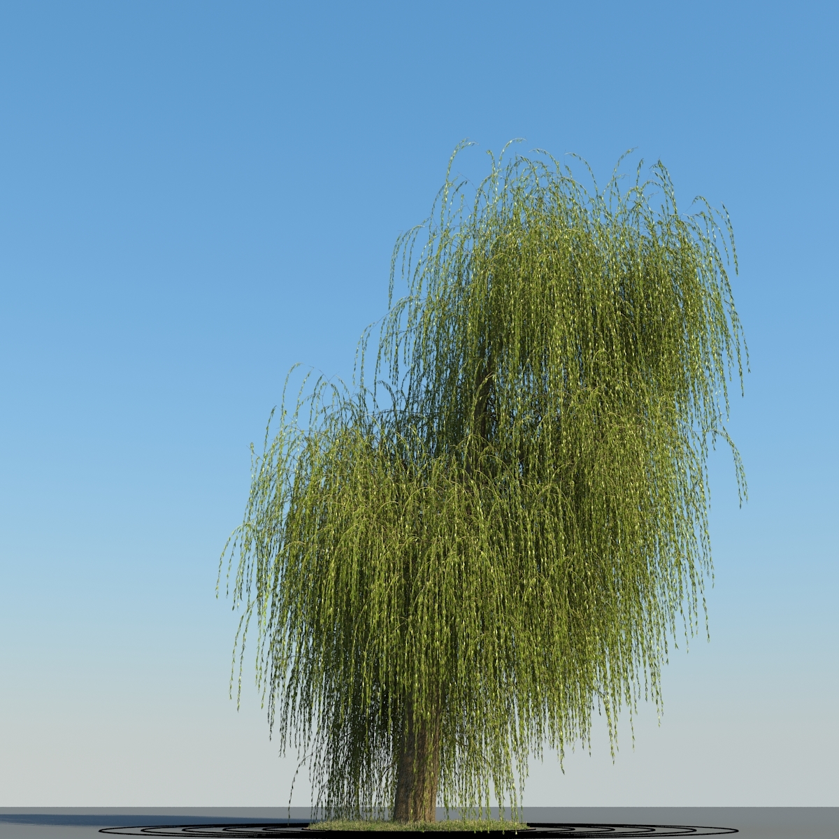 3d model willow tree