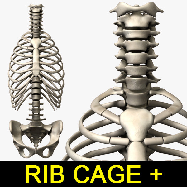 rib cage vertebra 3d 3ds