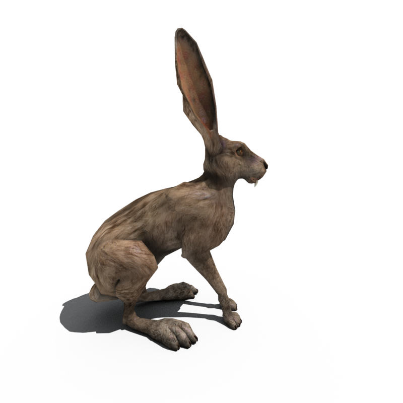 3d rabbit model