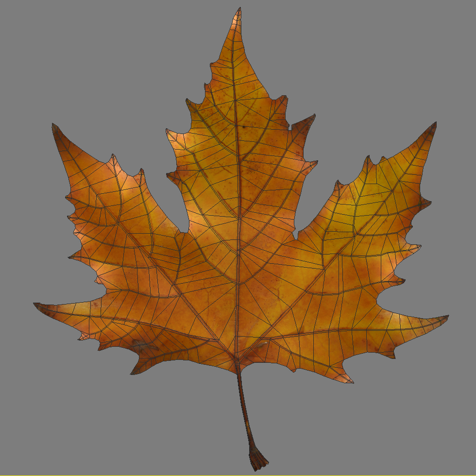 3d realistic autumn maple leaf