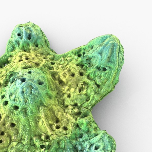 3d protist diatom model