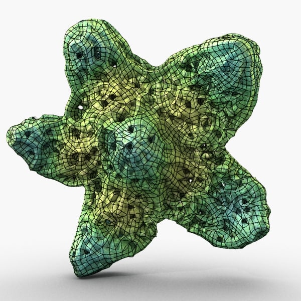 3d protist diatom model