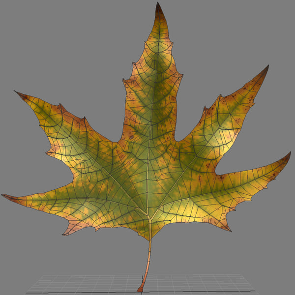 realistic autumn maple leaf 3d model