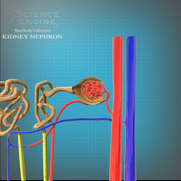 nephron anatomy 3d c4d