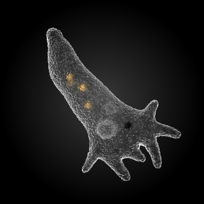 3d model microbes micro organisms