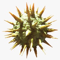 3d mumps virus model