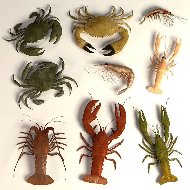 3d crustacean crabs lobster model
