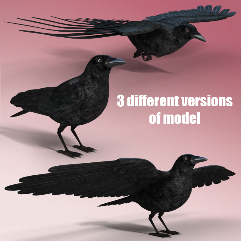 crow wings flying max