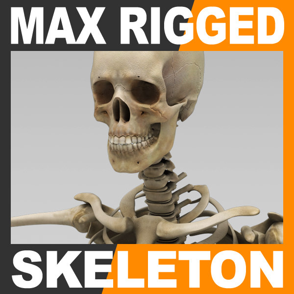 human skeleton rigged male man 3d model