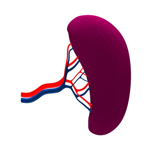 Immune System 3D Models for Download | TurboSquid